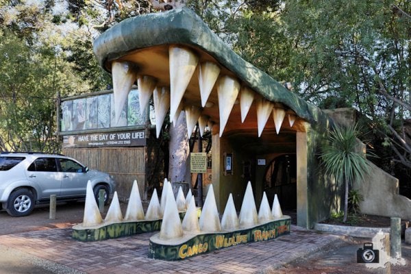 Cango Wildlife Ranch & Knysna | Erkunde die Welt